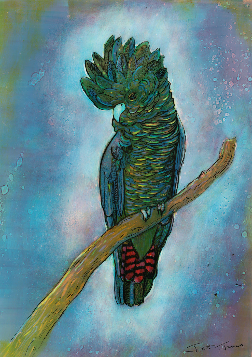 Black Cockatoo Print | Cockatoo Wall Art Prints Australia – Jet James ...